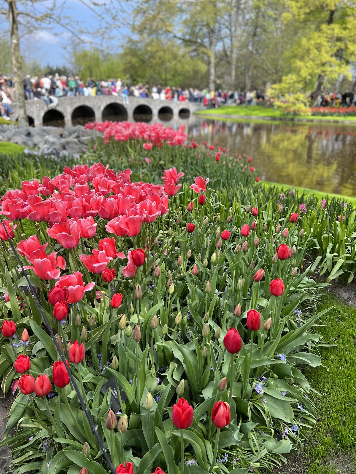 The Tulip Festival - The Bourques Abroad